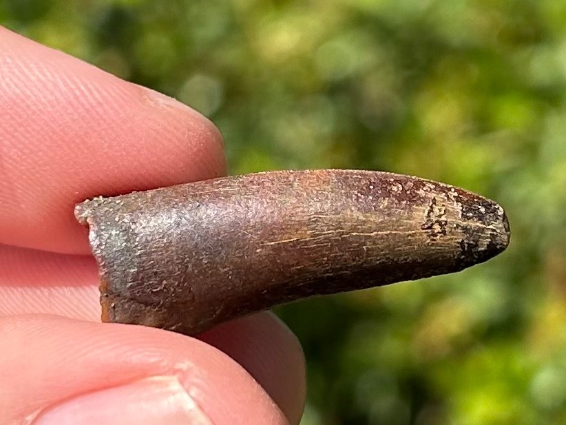 NICE Timurlengia Dinosaur Tooth Fossil Uzebekistan Tyrannosaur ...