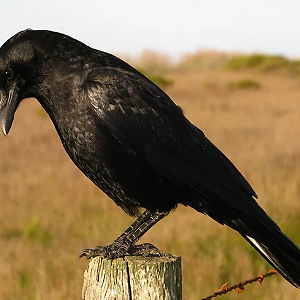 The Copper Crow Vintage | eBay Stores