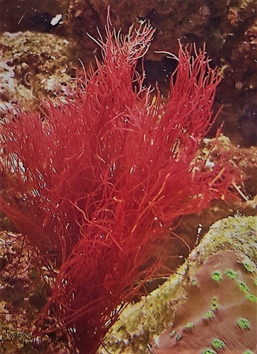 Live Red Gracilaria Marine Macro Algae Plant Refugium Saltwater Coral ...