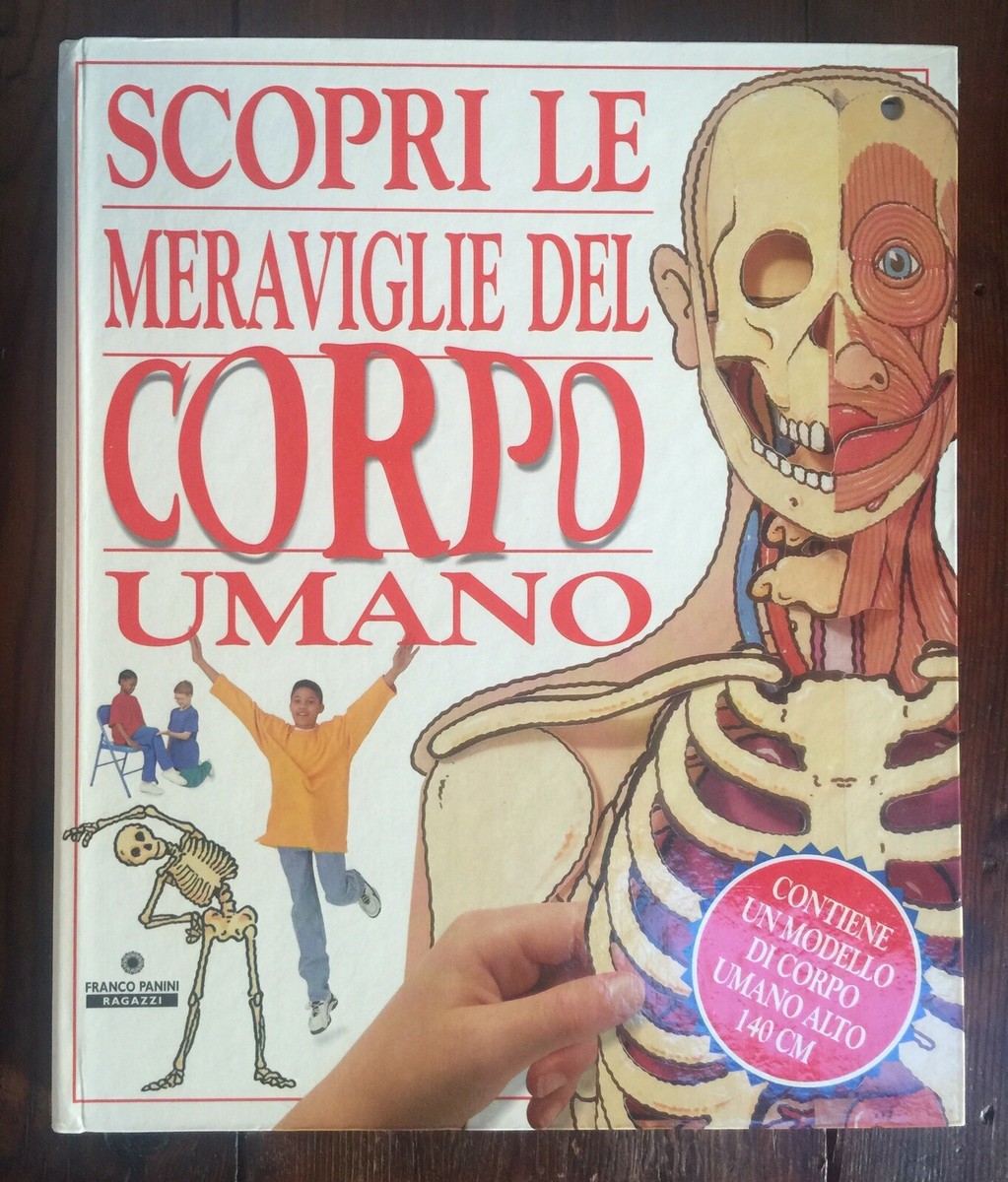 Clipart Del Corpo Umano