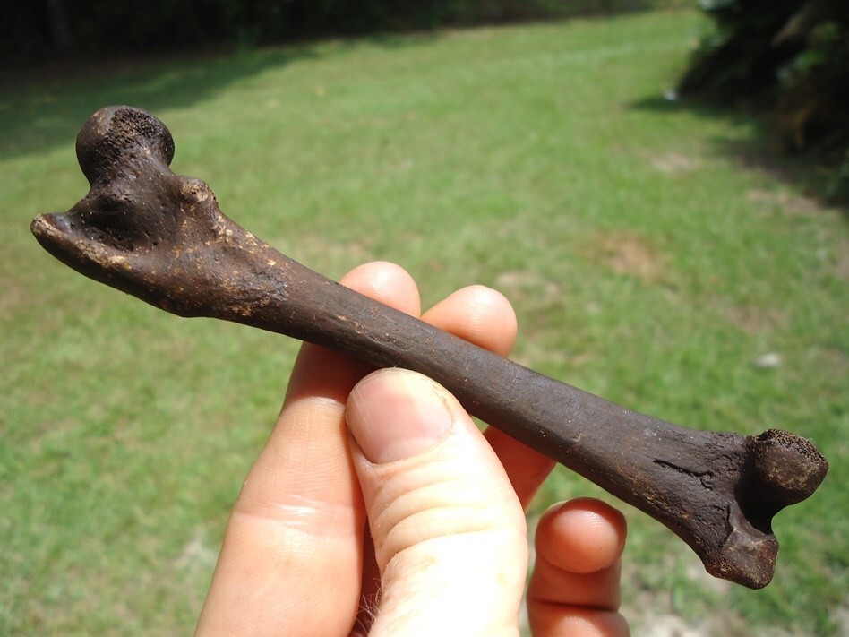 CHOICE RACCOON FEMUR LEG BONE FLORIDA FOSSILS ICE AGE EXTINCT SKELETON ...