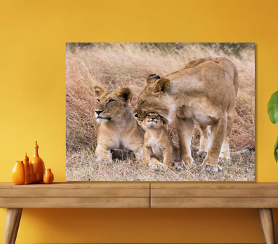 Lions in The Wildlife 5mm thick Plastic Poster Ready to Hang 60x45cm ...