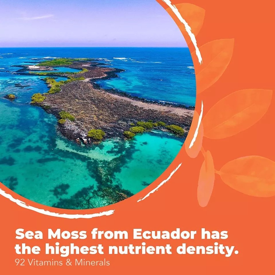 Infinite Age Sea Moss Advanced Superfood - Digestion,Thyroid ...