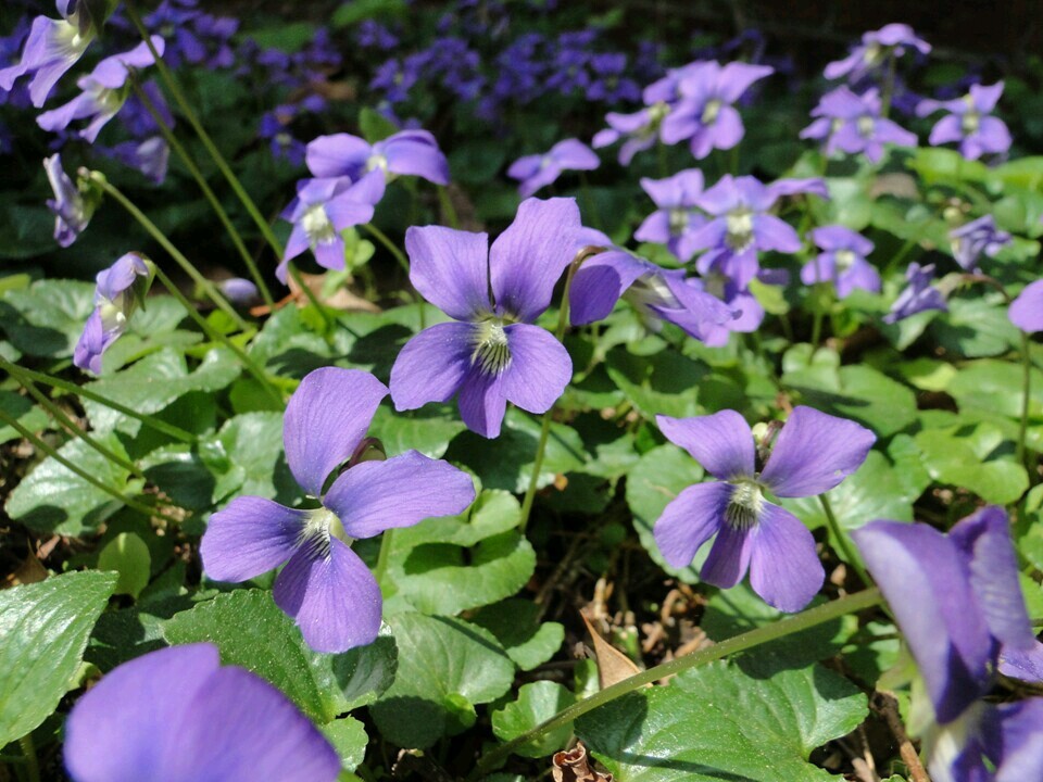 20 Organic Common Blue Violet seeds ~ Viola sororia ~ Native *Free US ...