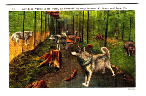 Postcard PA Only Lobo Wolves in the World Between Mt Jewett and Kane | eBay