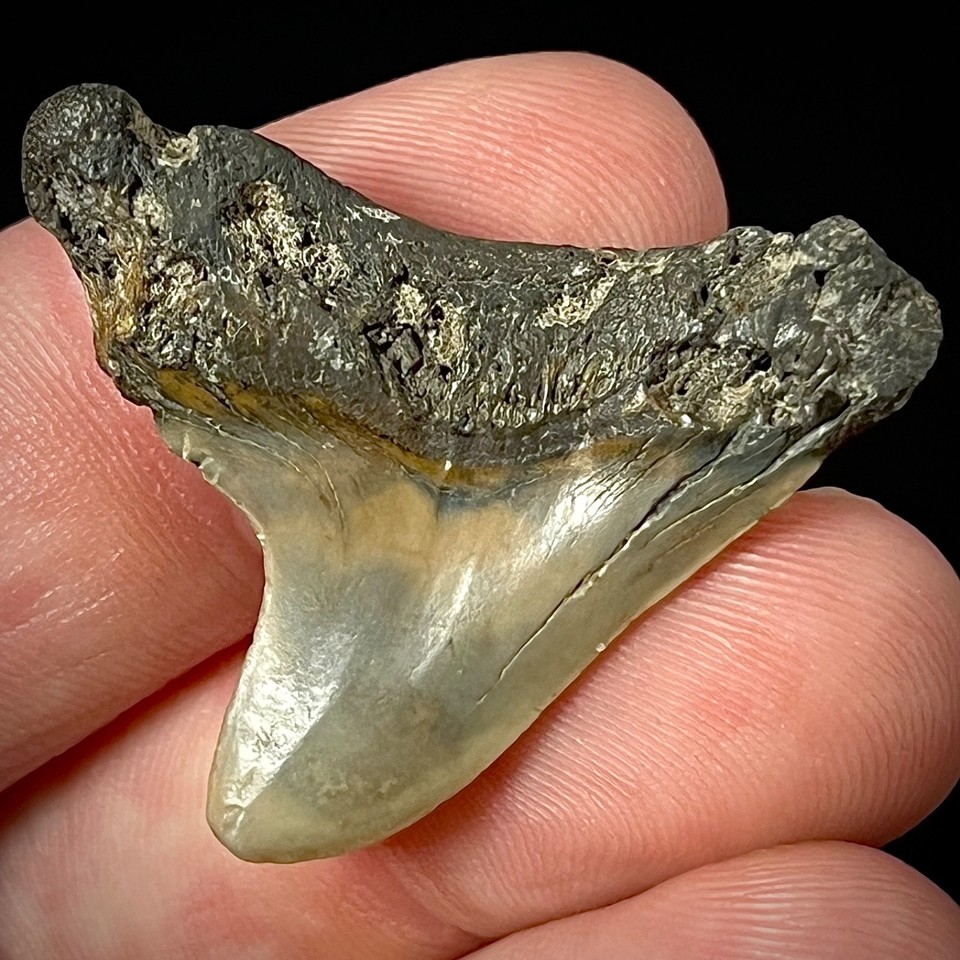 Giant Thresher Shark Tooth (Alopias grandis) 1.24" Real Fossil Shark ...