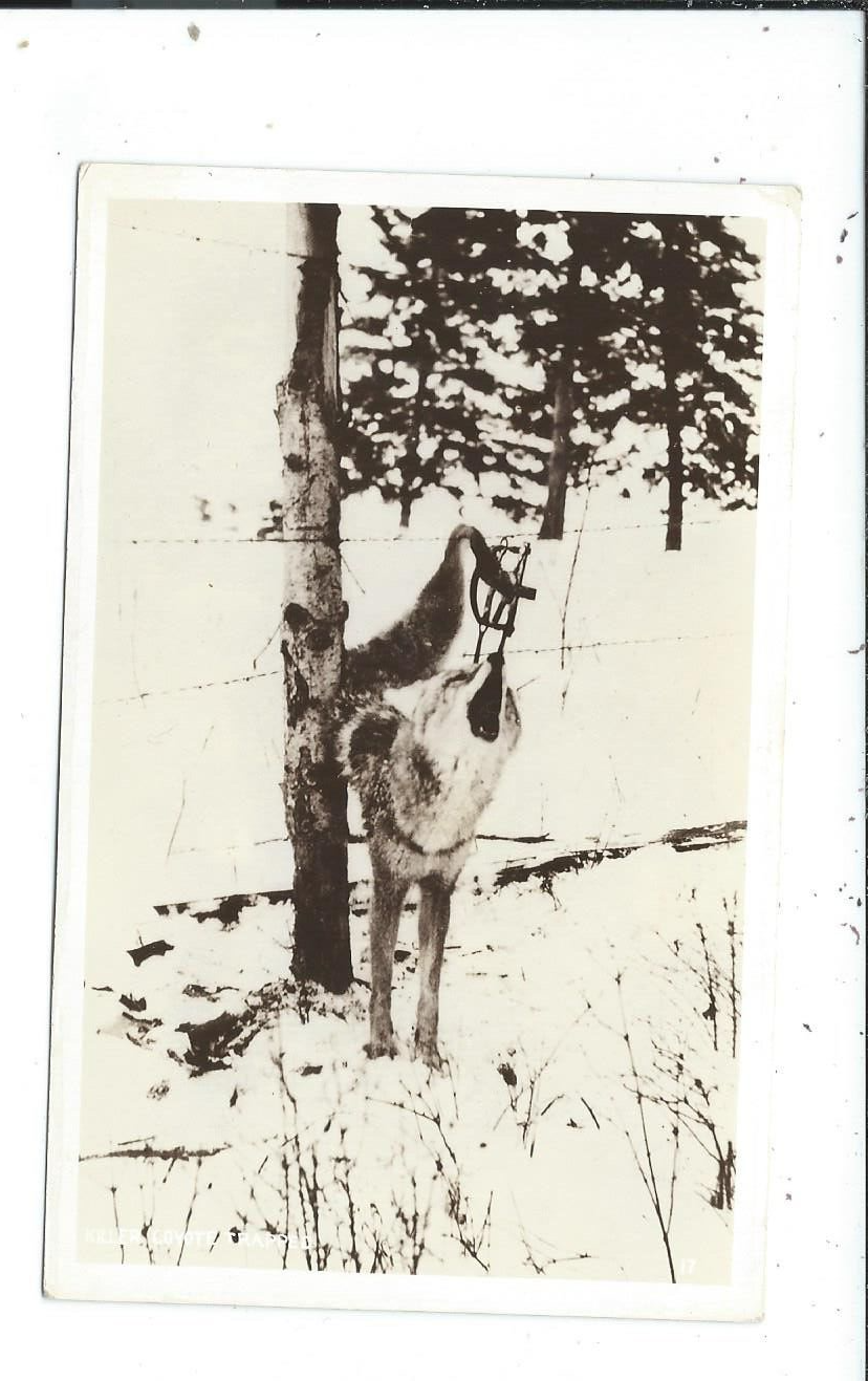 Real Photo Postcard Post Card Trapping Trap Coyote Fur # 2 | eBay