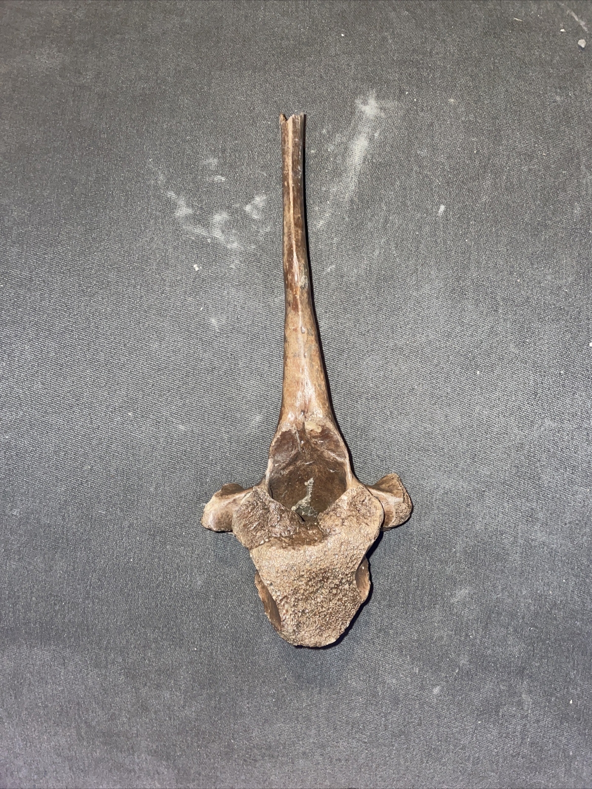 Bison Thoracic Vertebrae (Hump) Bone Fossil | Grelly USA