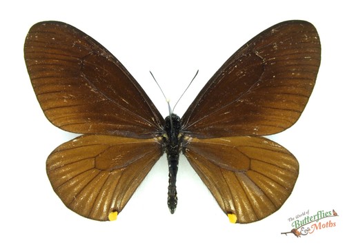 Papilio Chilasa Slateri Marron Mime Papillons Un- Set x1 Mâle ...