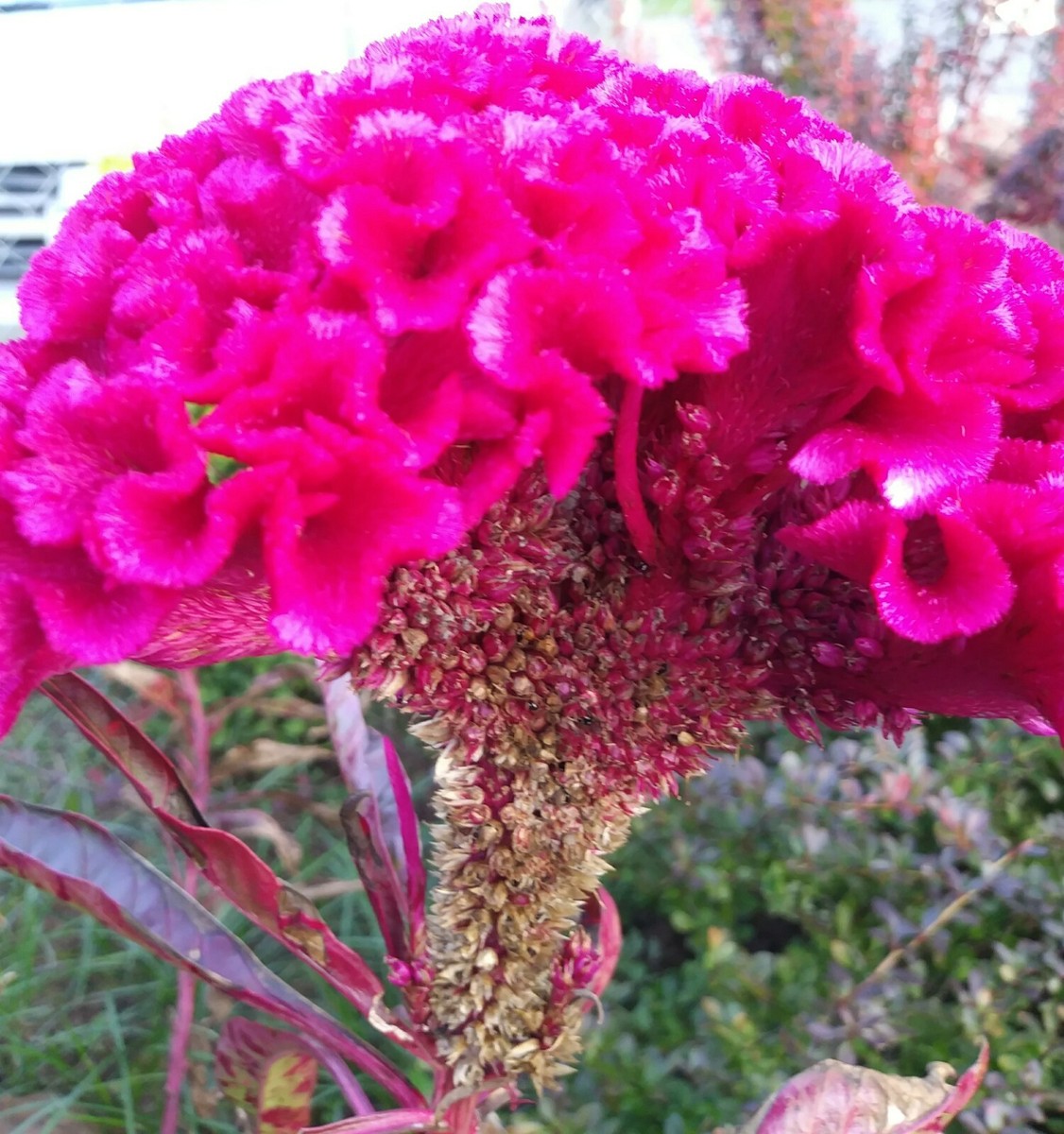 Celosia Cristata Seeds