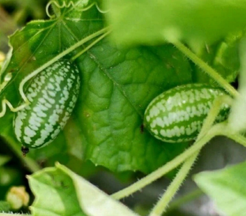 Cucamelon Mouse Melon Kids Love Growing Mini Melons 25 Seeds Organic ...