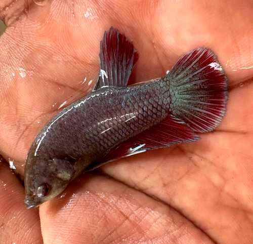 Baby Betta Giant HMPK- Male- C98 | eBay