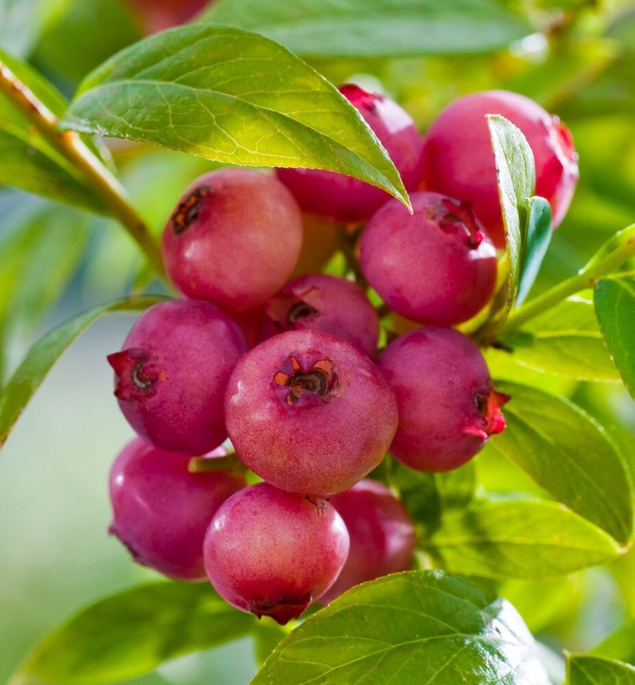 PINKBERRY- extra rare PINK bleberry variety -1 plant | eBay
