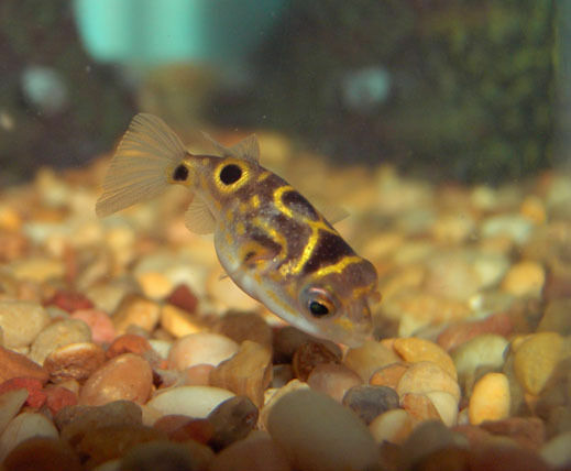 Figure Eight Puffer Fish Tetraodon Biocellatus for sale online | eBay