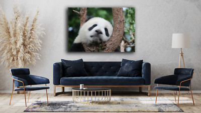 Panda canvas print, animals, cute, playful, nature 600x900mm Home decor ...