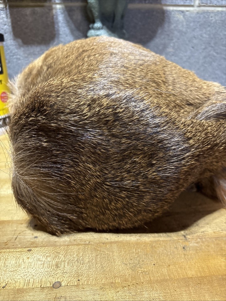 Oddities Taxidermy Deer Butt Mount – Monster Dog Face Art | eBay