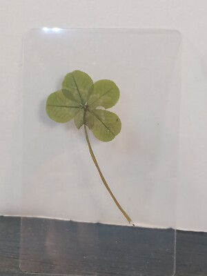 RARE REAL 5 Leaf Clover Hand picked - GREAT Gift - LUCKY Shamrock ...