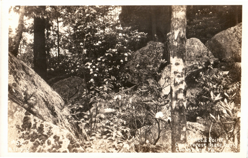 RPPC Seneca point Cook Forest State Park PA by R. Strong c.1925 T0 42 ...