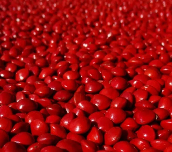 Madatiya Seeds Adenanthera pavonina Saga Seed Tree Red Sandalwood Coral ...