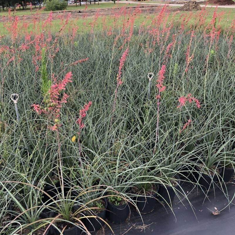Red Yucca Plant Live Outdoor 4 to 6 Inches Tall in Pot - Red Yucca ...