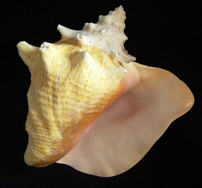 Pink Conch 8" - 9" queen slit back beach decor ocean wedding sea shells ...