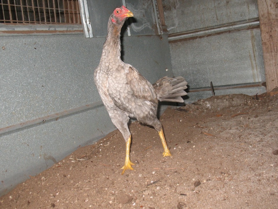 6 BLUE "WAHL" ASIL HATCHING EGGS *FRESH FERTILE* ORIENTAL EXOTIC EGGS ...