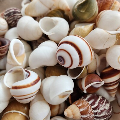 10pc Assorted Land Snails - Craft Shells - Bulk Shells - Jewelry ...