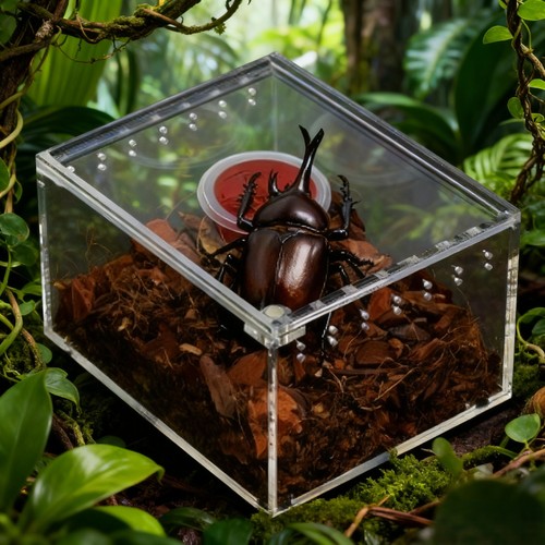 Portable Acrylic Larva Breeding Box for Lizards Spiders and Other Small ...