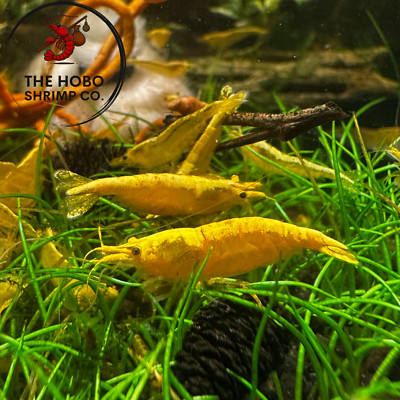 20 +2 Yellow Golden Back Shrimp Freshwater Neocaridina Live Guarentee ...