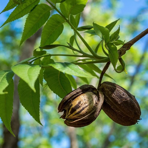 Hardy Pecan Trees Live - 5 Bare Roots Seedlings - Pecan Fruit Trees 12 ...