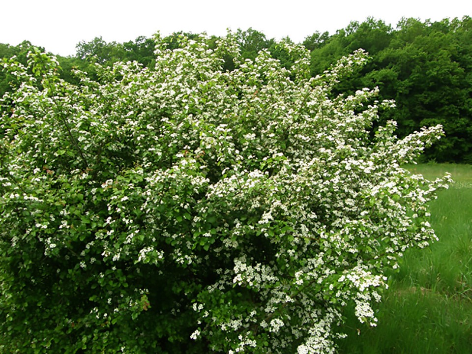 English Hawthorn, Crataegus laevigata, Tree Seeds (Edible, Hardy, Showy ...