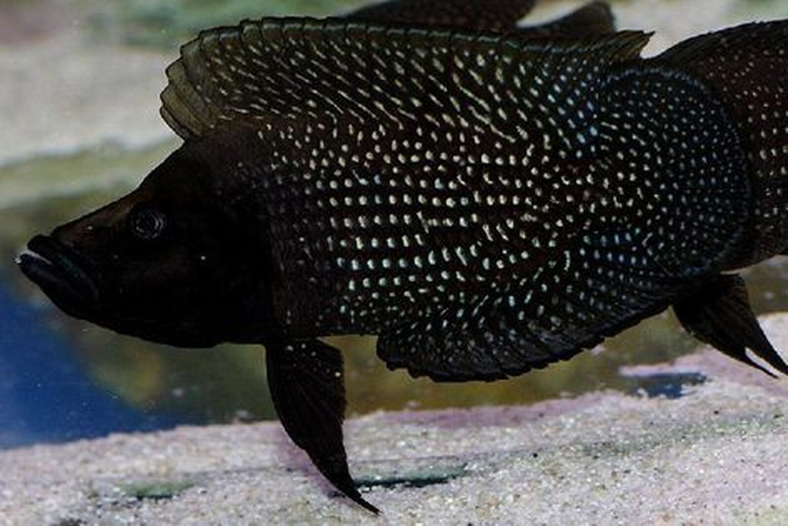 5 WILD Altolamprologus Calvus Black INKFIN | eBay