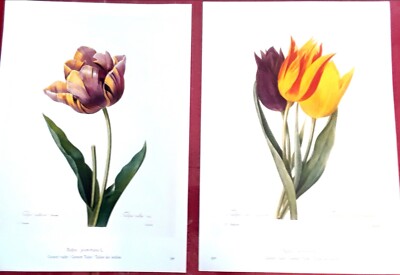 Pierre-Joseph Redoute, SET of TWO TULIP PRINTS, Botanical, Flower Art ...