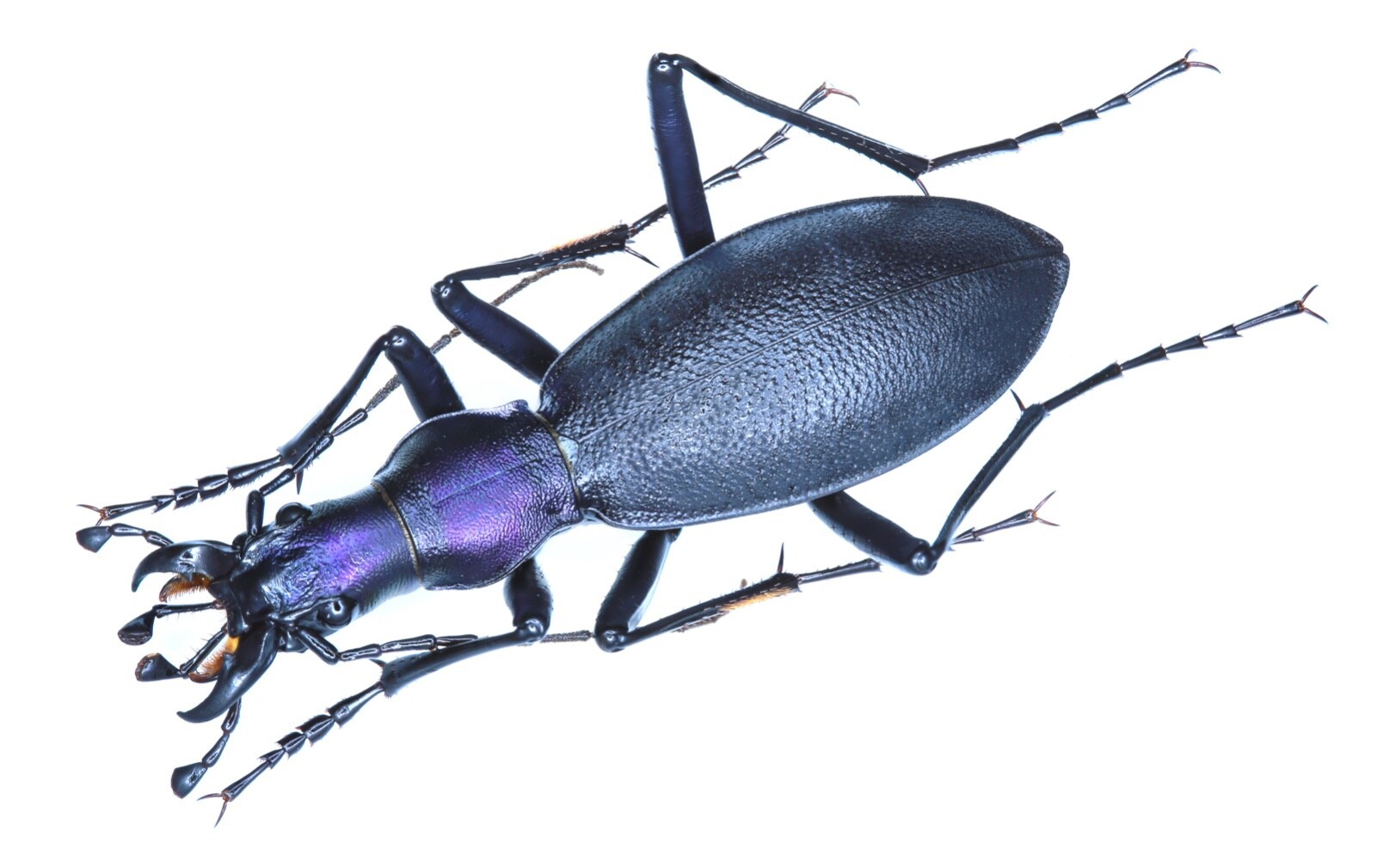 Carabidae, Carabus (Damaster) blaptoides ssp. capito Lewis, 1881, JAPAN, male | eBay