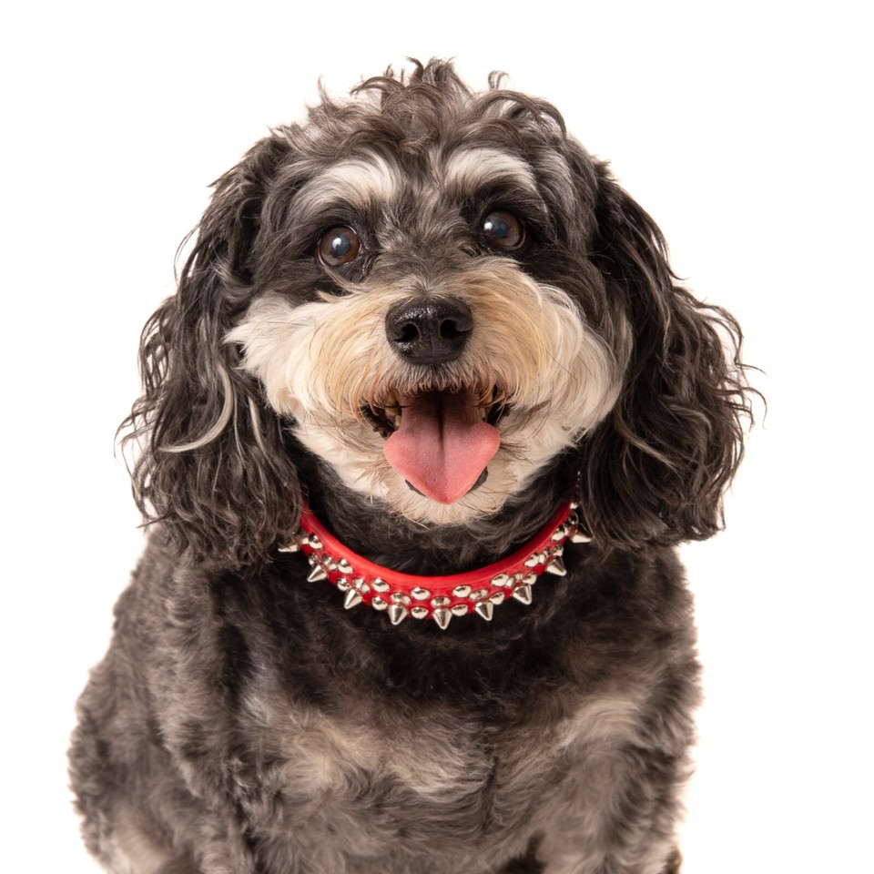 Small Dog Spiked Studded Rivets Dog Pet Leather Collar Small Can Go ...