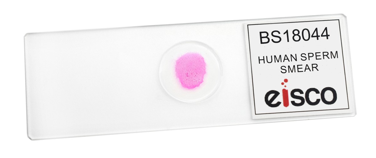 Prepared Microscope Slides EISCO Prepared Microscope Slide ...