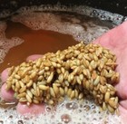 12 x 1 lb. Sterilized Rye Berries Mushroom Substrate Bags for Grain ...