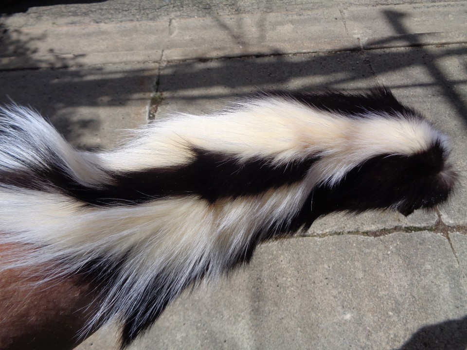 Professionally Tanned #1 XL prime striped skunk hide/skin/fur/gag gift ...