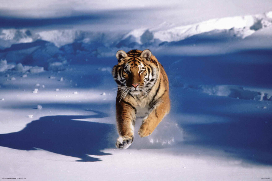 Siberian Tiger Jumping