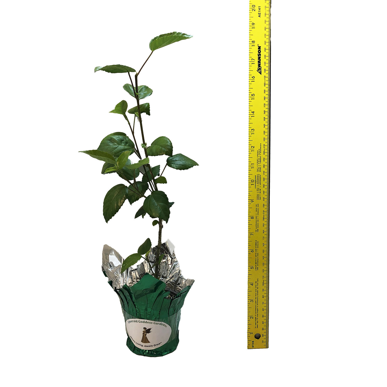 ANDERSON CREPE Tropical Heirloom Hibiscus Tree Plant | eBay