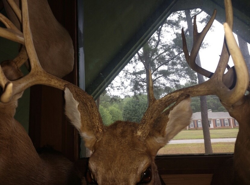Large Shoulder Mount 6 Point Buck Deer Real Antler Buck Doe Taxidermy ...
