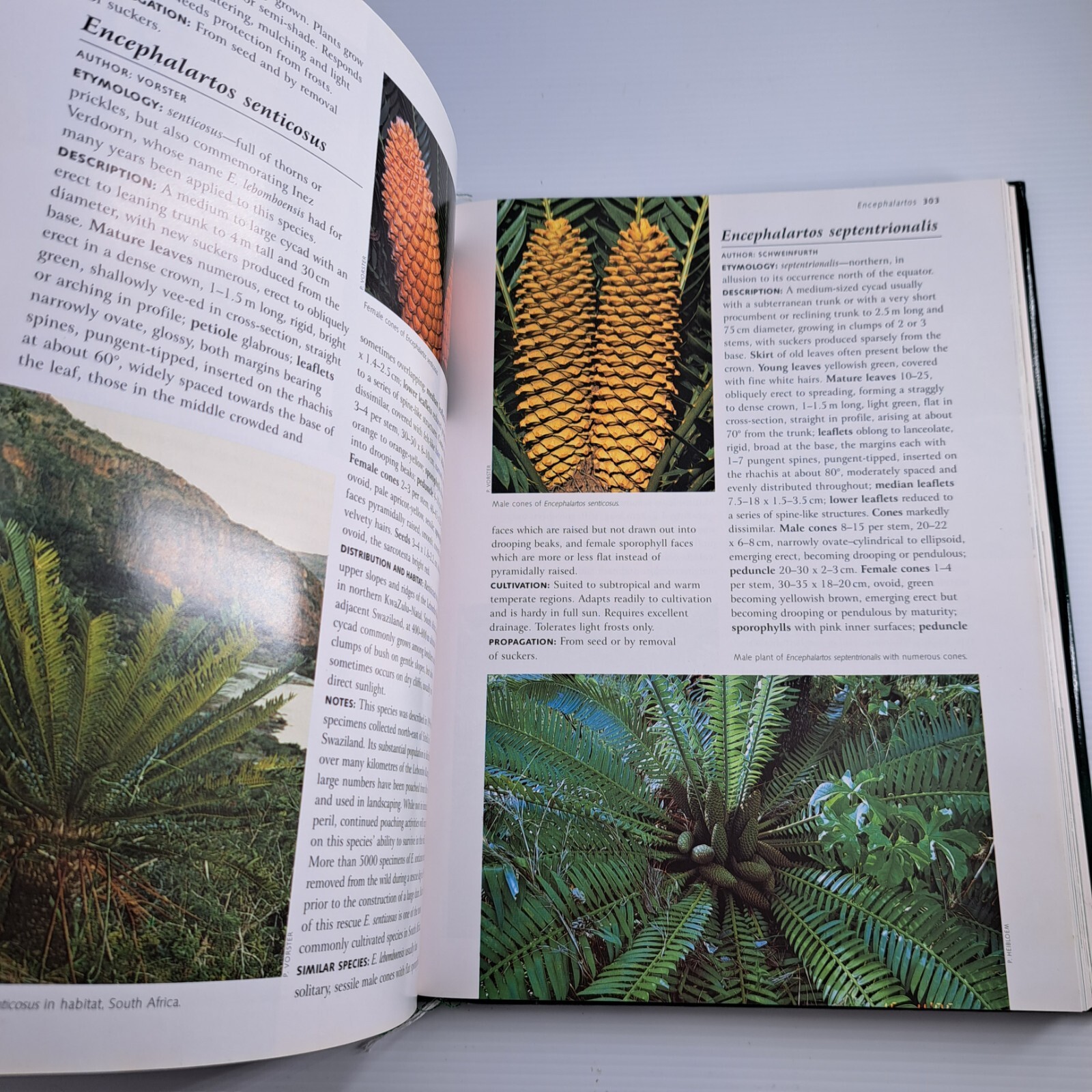Cycads of the World Ancient Plants in Today's Landscape Second Edition ...