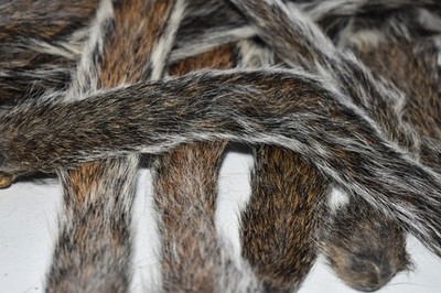 Grey Squirrel tails Fly tying material | eBay UK