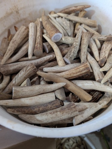 20 Pack Antler Crafting Tips * Premium Elk And Deer * Large* 3"-4" | eBay