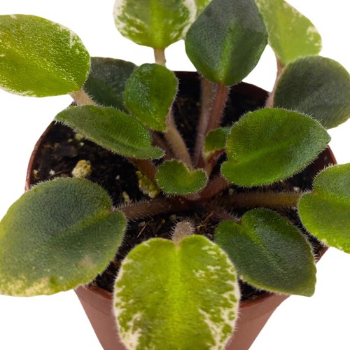 Harmony Foliage Mini African Violet Cajun's Le Bon Ton Roule Variegated ...
