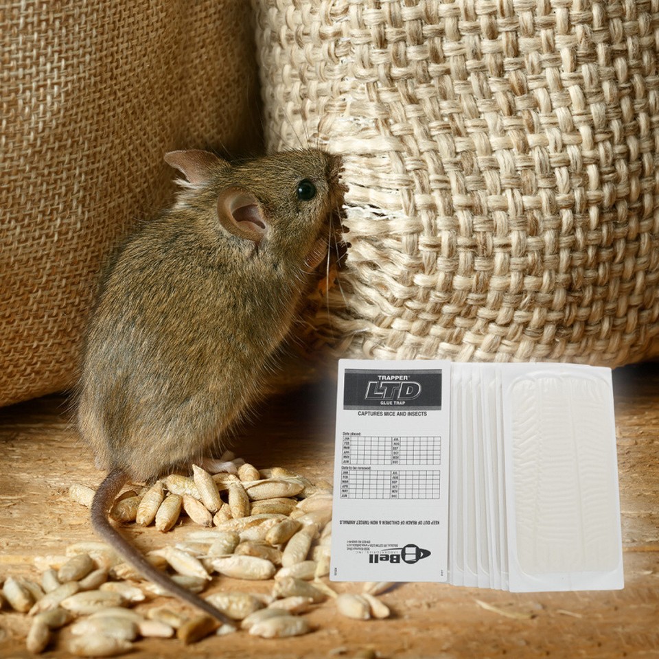 12 Mouse Glue Boards Mouse Traps Trapper LTD Mice Insect Spider Control ...