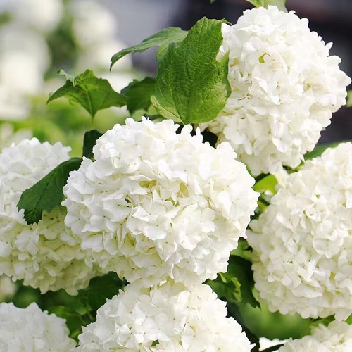 25pc HYDRANGEA SEEDS Garden Plant Flower rare exotic USA seller FREE ...