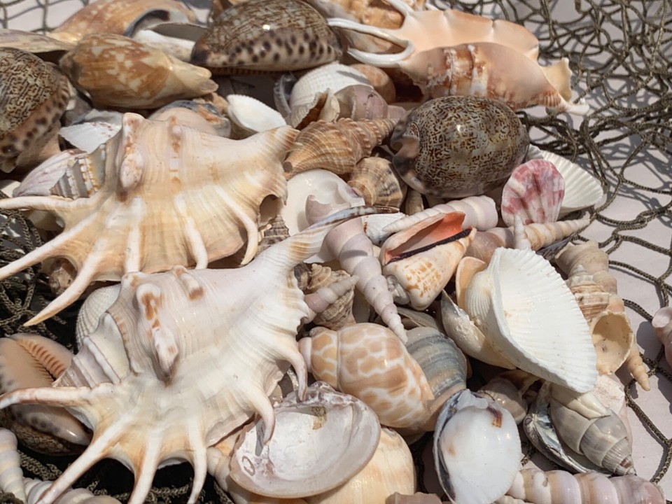 Large Beautiful Seashells Sea Shells Best Value & Price FREE Ship! US ...
