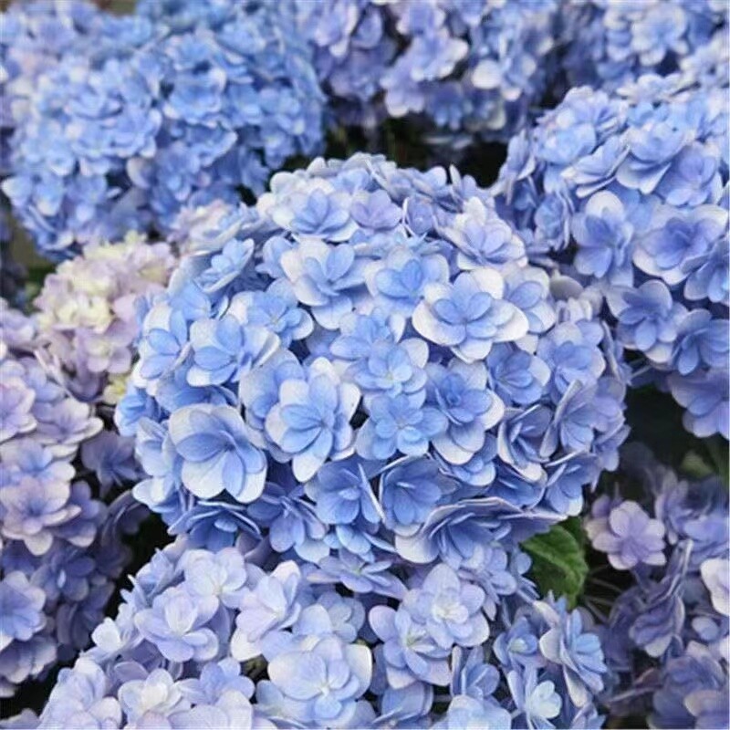 25pc HYDRANGEA SEEDS Garden Plant Flower rare exotic USA seller FREE ...