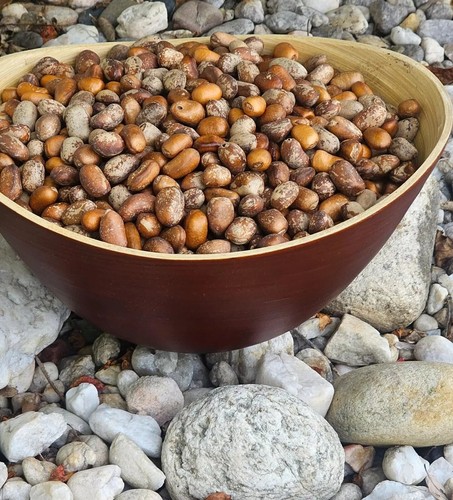 ORGANIC AFRICAN NUTMEG, EHURU, CALABASH NUTMEG, EHIRI, EFURE, MONODORA ...